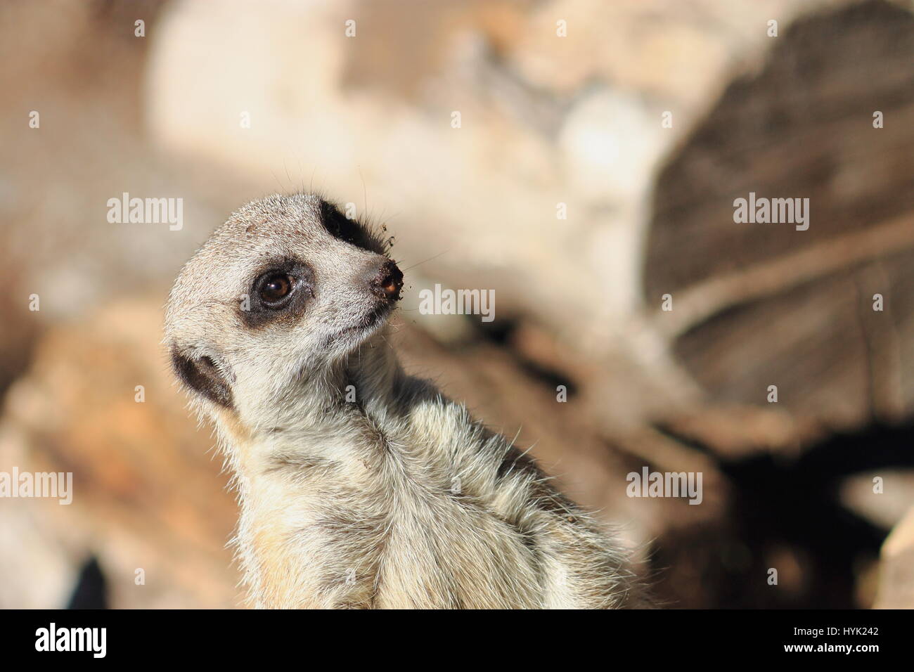 Suricat suricate hi-res stock photography and images - Alamy