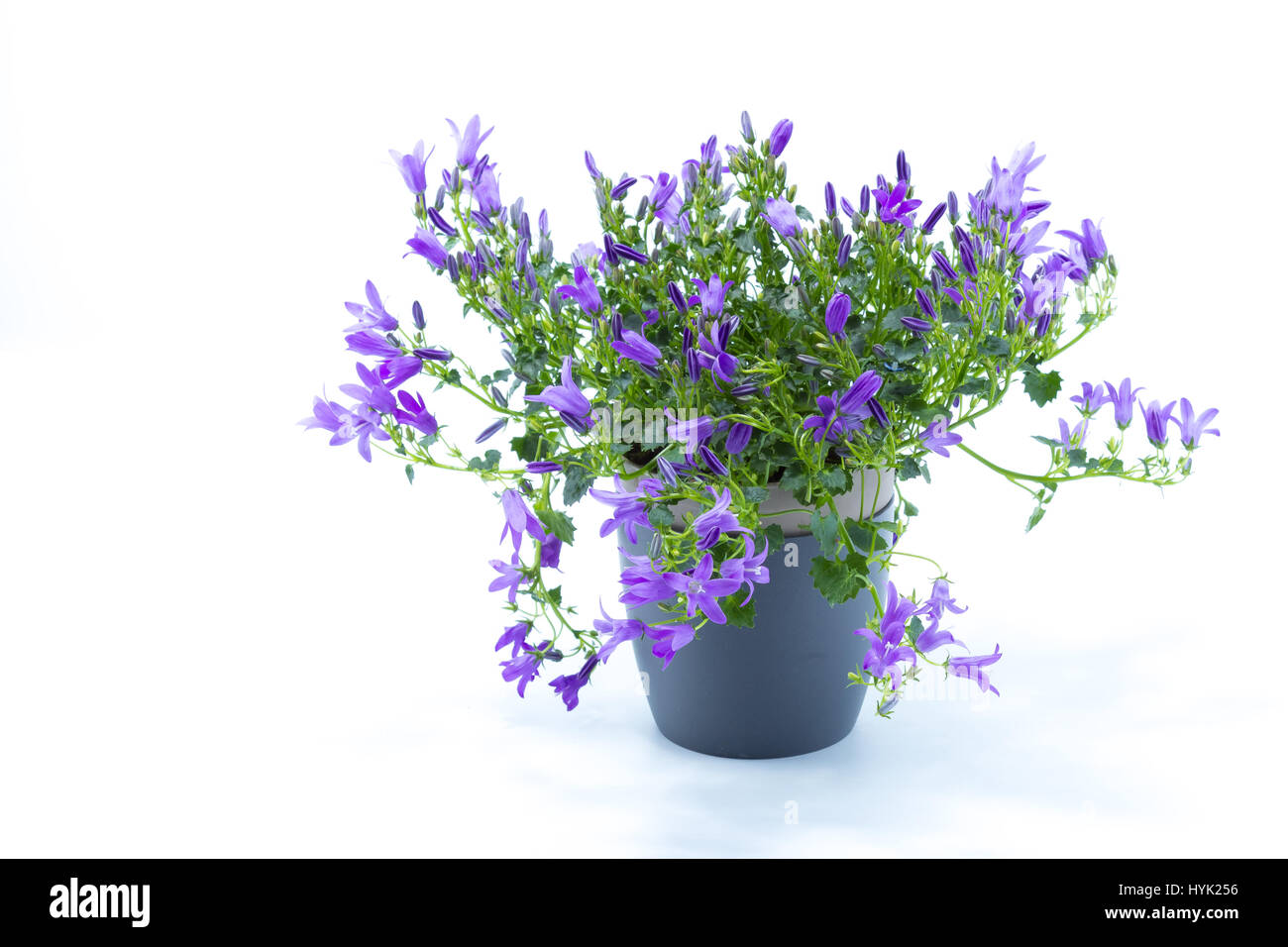 Campanula Addenda or bellflowers isolated on white background Stock ...