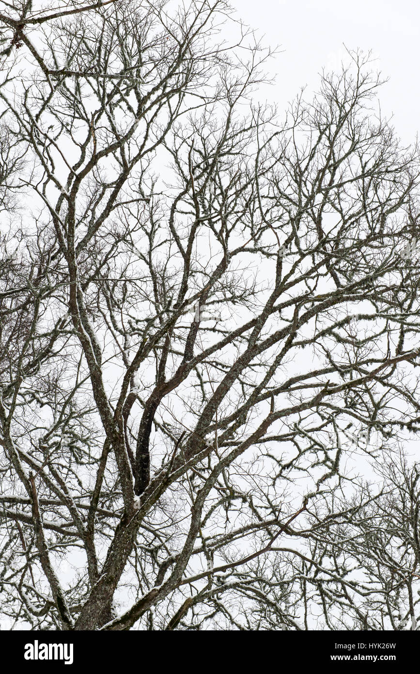 frozen abstract tree branches and plants in winter snow Stock Photo - Alamy