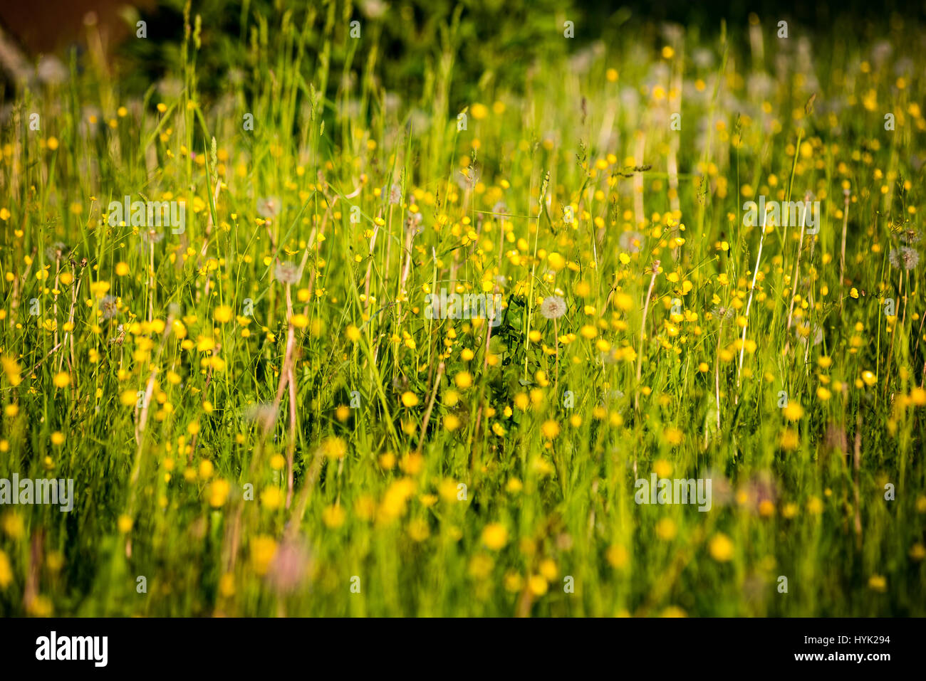 sunny meadow with flowers and green grass in summer at countryside ...