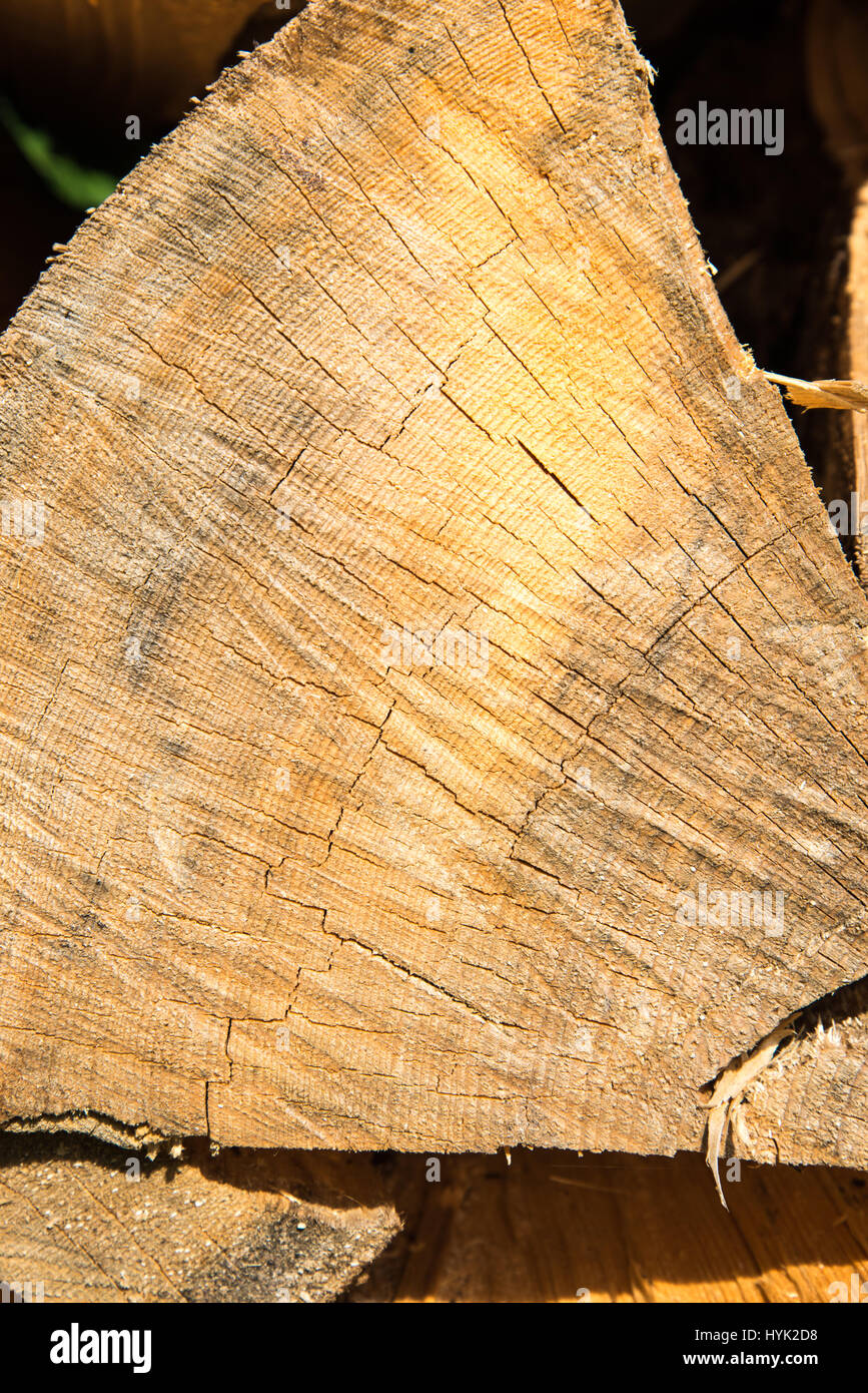 stacked firewood of spruce in the forest Stock Photo - Alamy