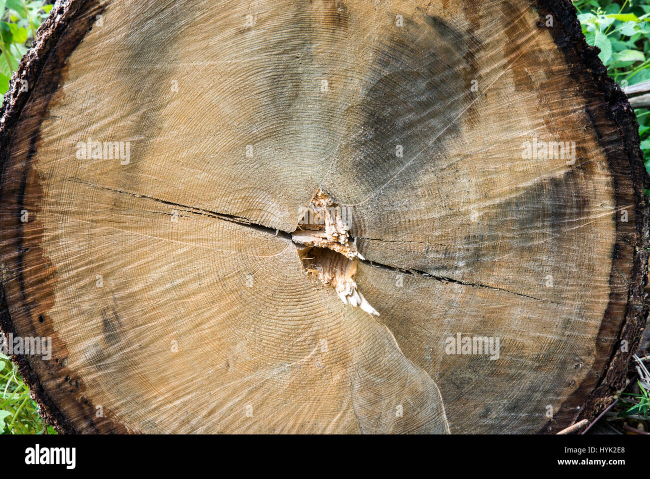 sawed off tree close-up Stock Photo - Alamy