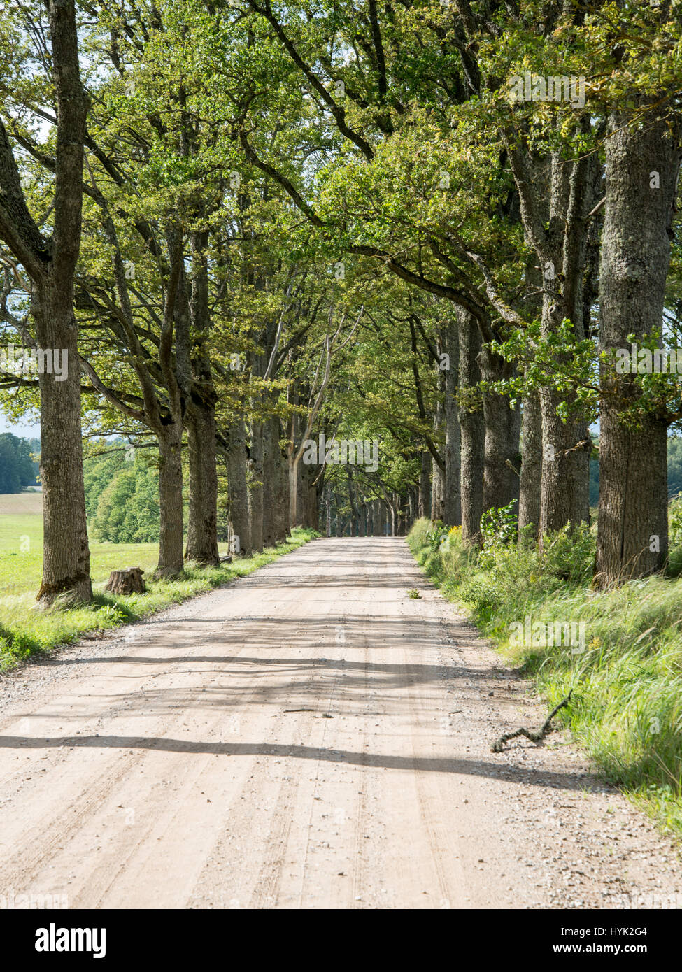 country road alley lit by evening sun Stock Photo - Alamy