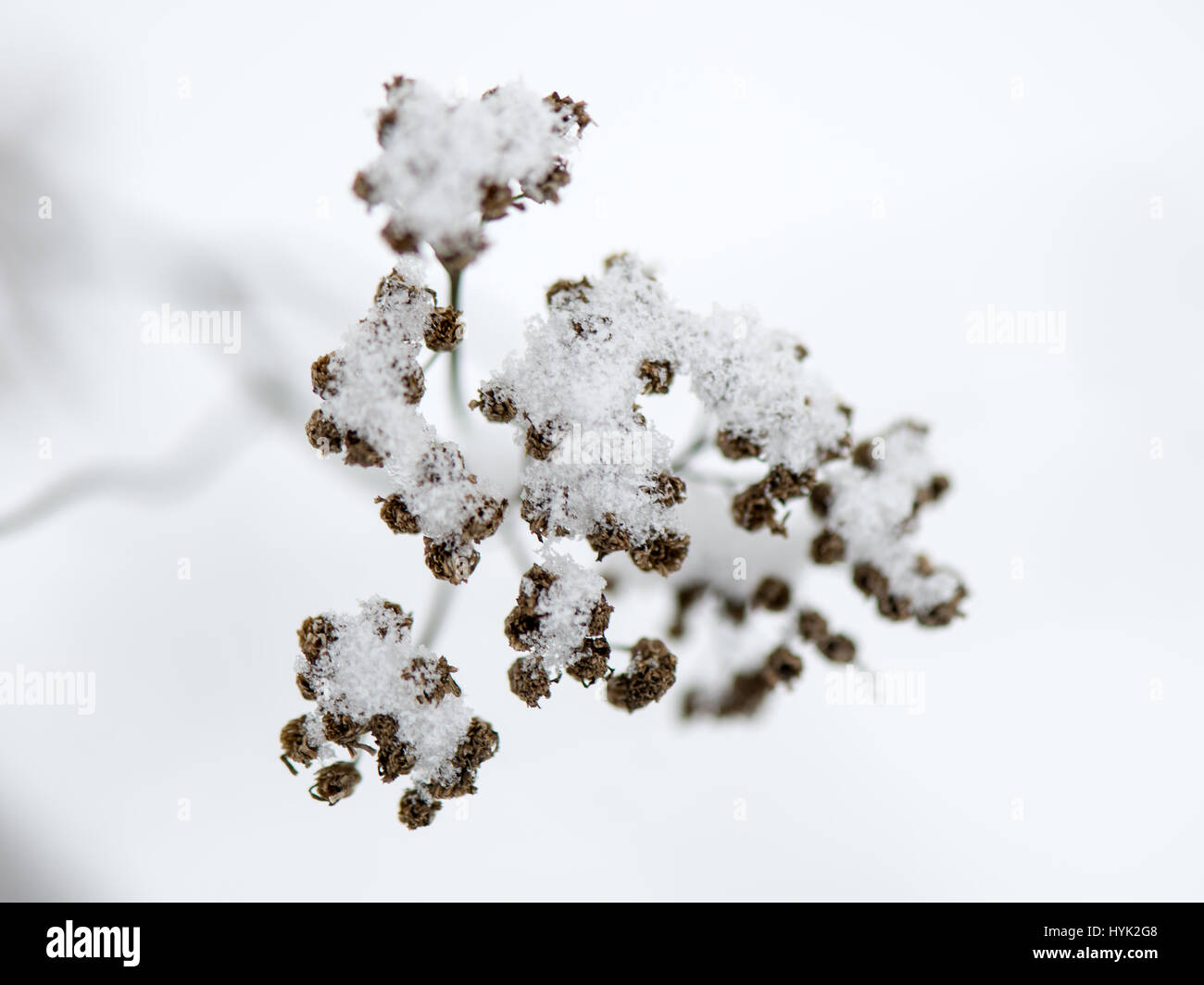 frozen abstract tree branches and plants in winter snow Stock Photo - Alamy