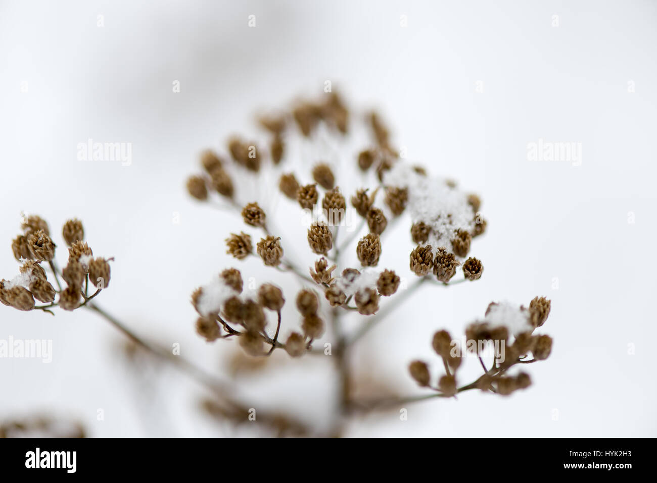 frozen abstract tree branches and plants in winter snow Stock Photo - Alamy