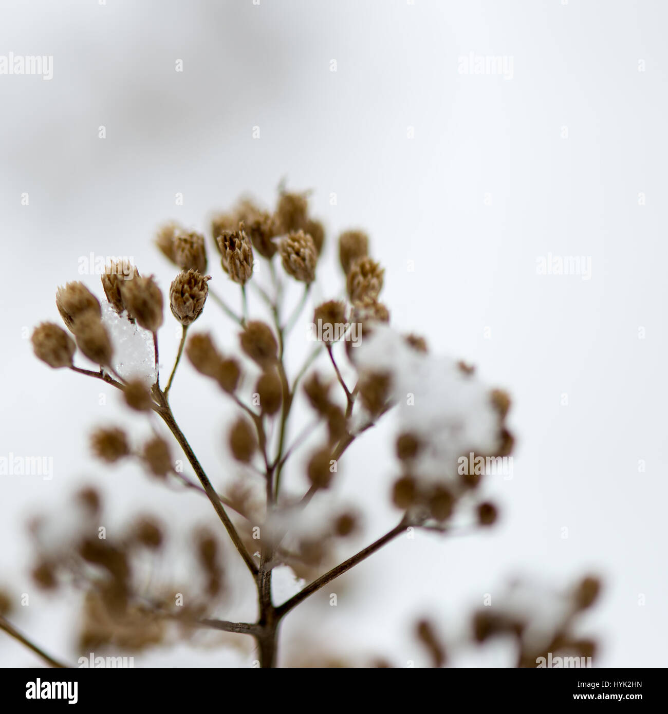 frozen abstract tree branches and plants in winter snow Stock Photo - Alamy