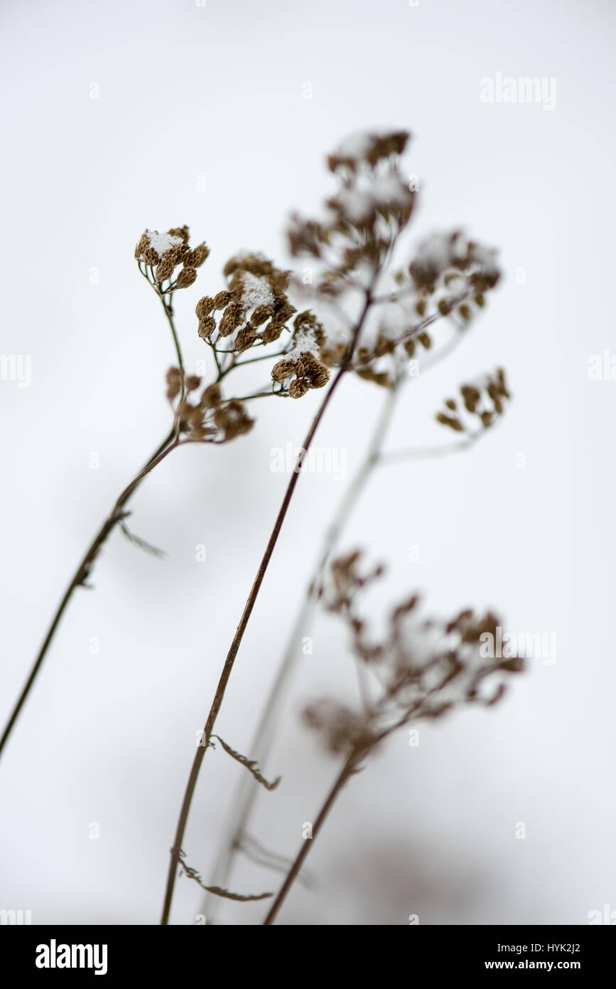 frozen abstract tree branches and plants in winter snow Stock Photo - Alamy