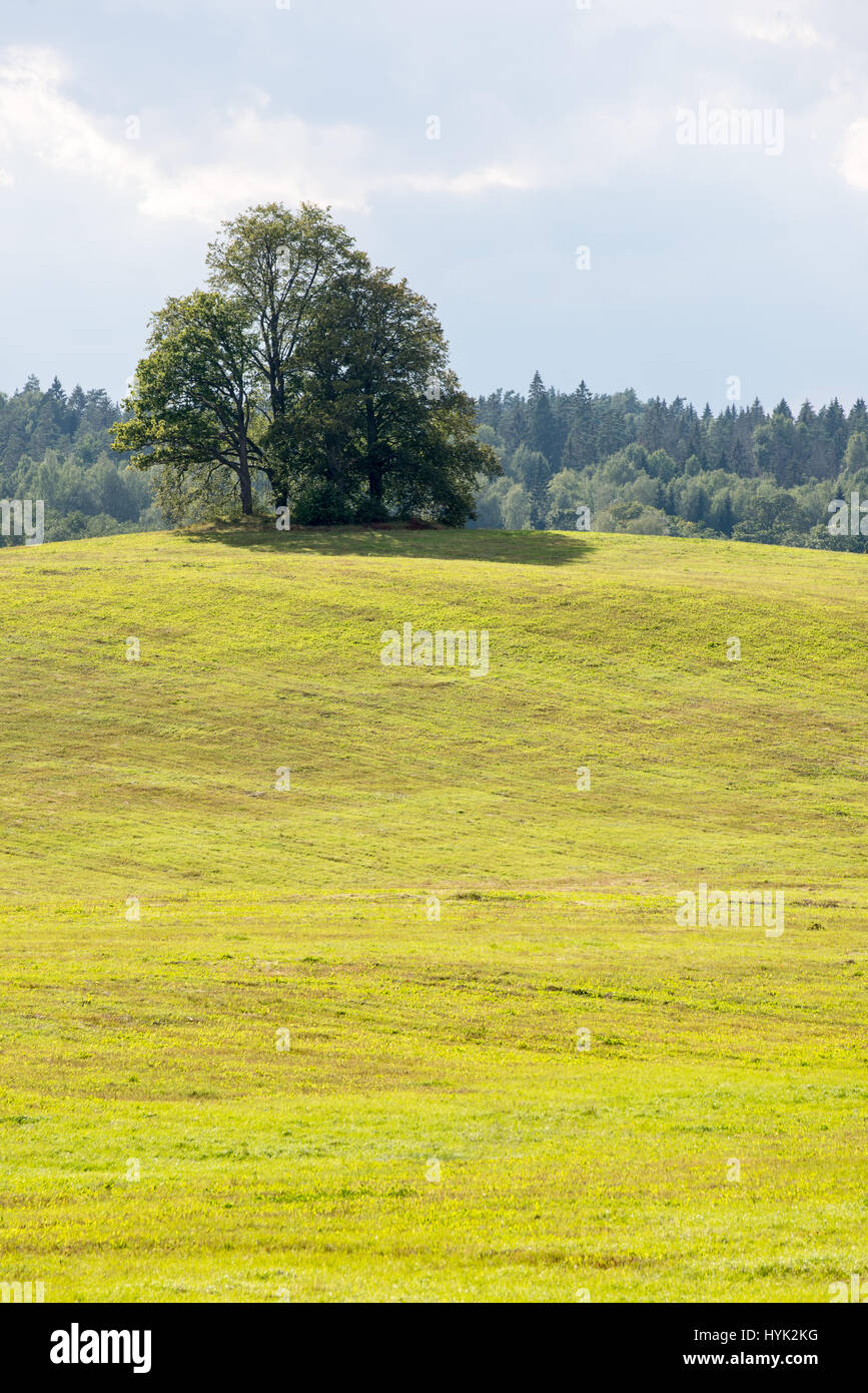 lonely tree far in the yellow field Stock Photo - Alamy