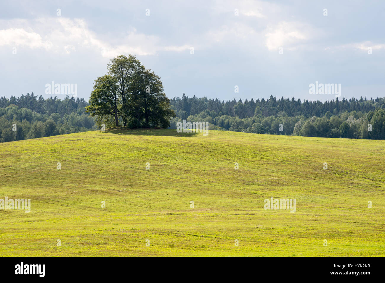 lonely tree far in the yellow field Stock Photo - Alamy