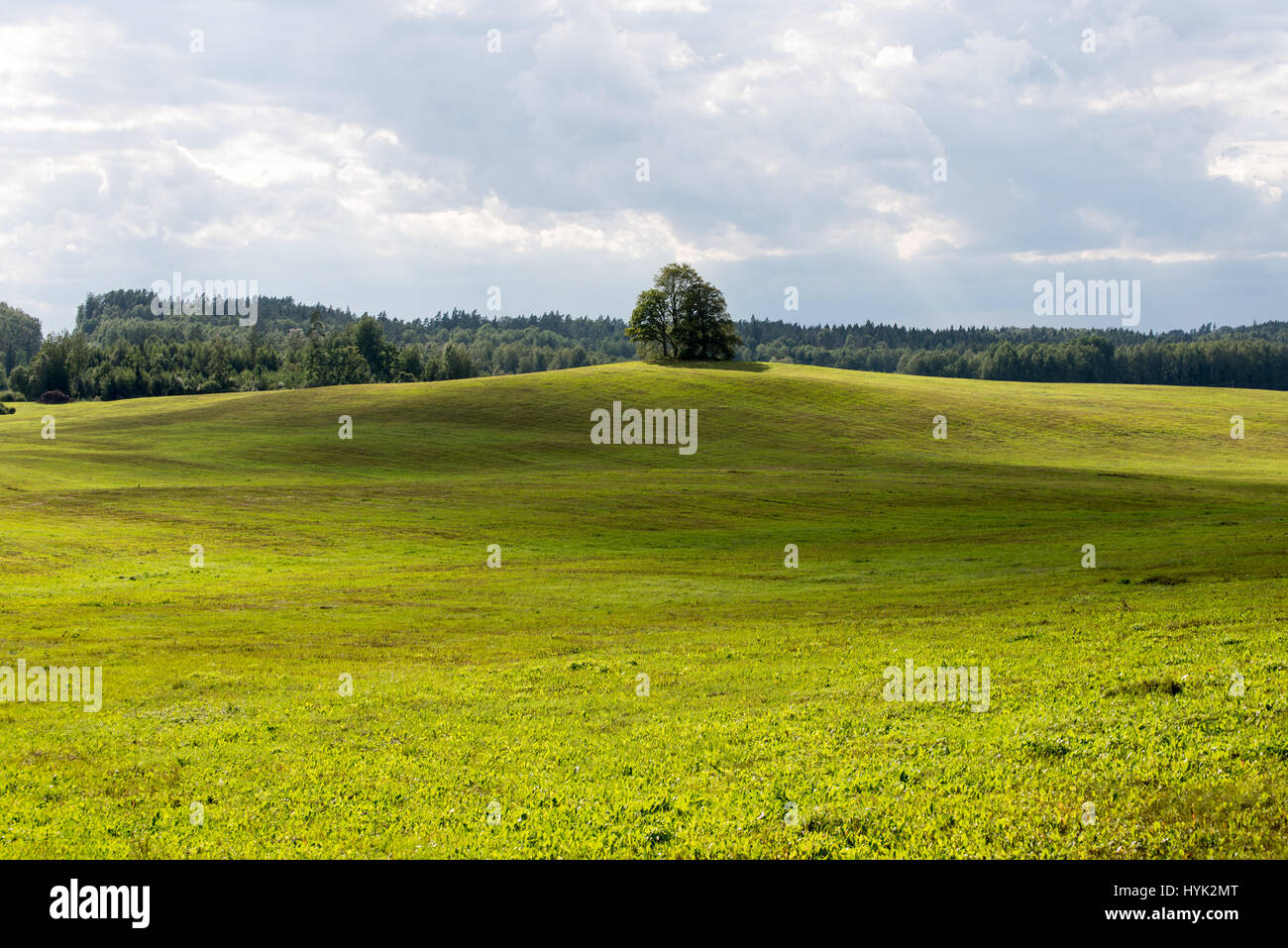 lonely tree far in the yellow field Stock Photo - Alamy