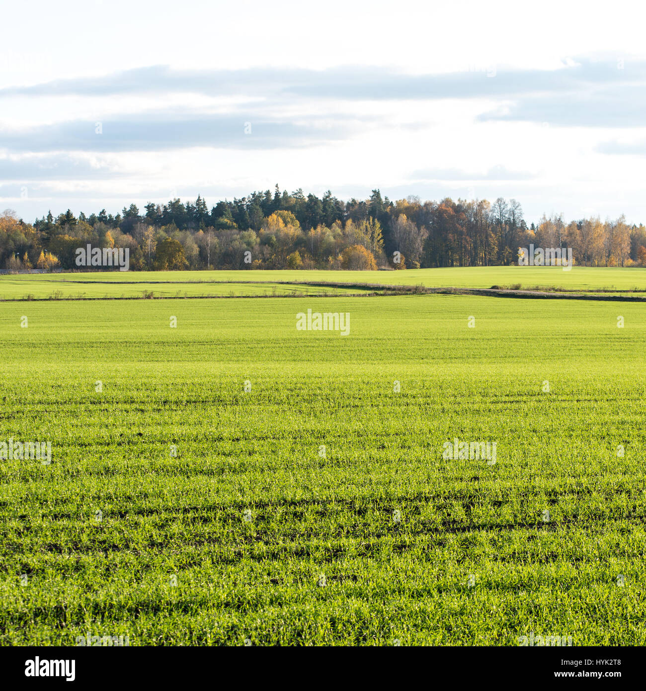 green field with trees in the autumn in country Stock Photo - Alamy