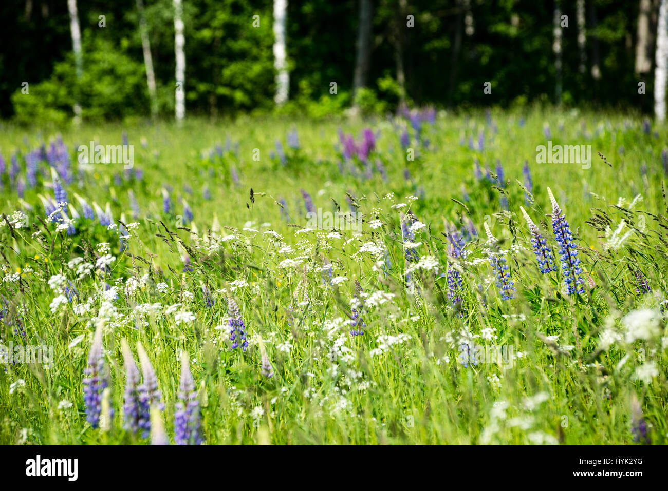 sunny meadow with flowers and green grass in summer at countryside ...