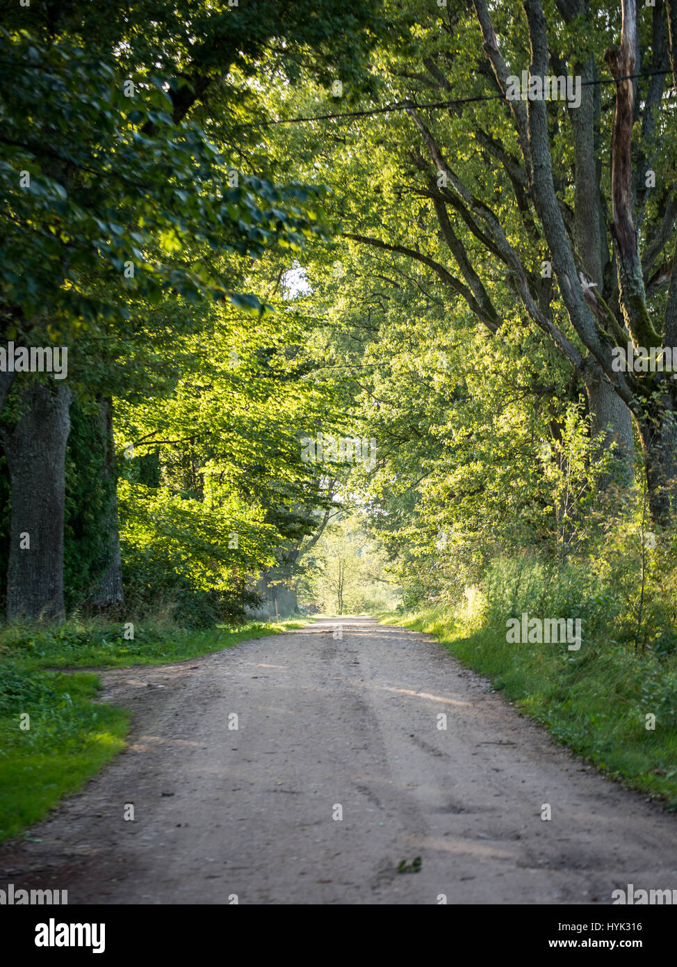country road alley lit by evening sun Stock Photo - Alamy