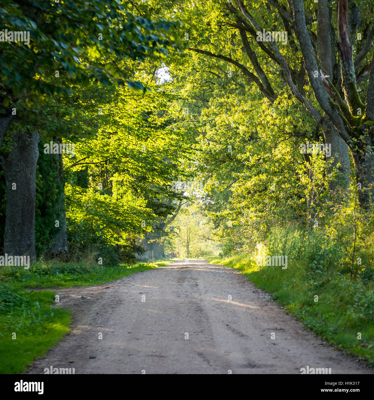 country road alley lit by evening sun - square image Stock Photo - Alamy