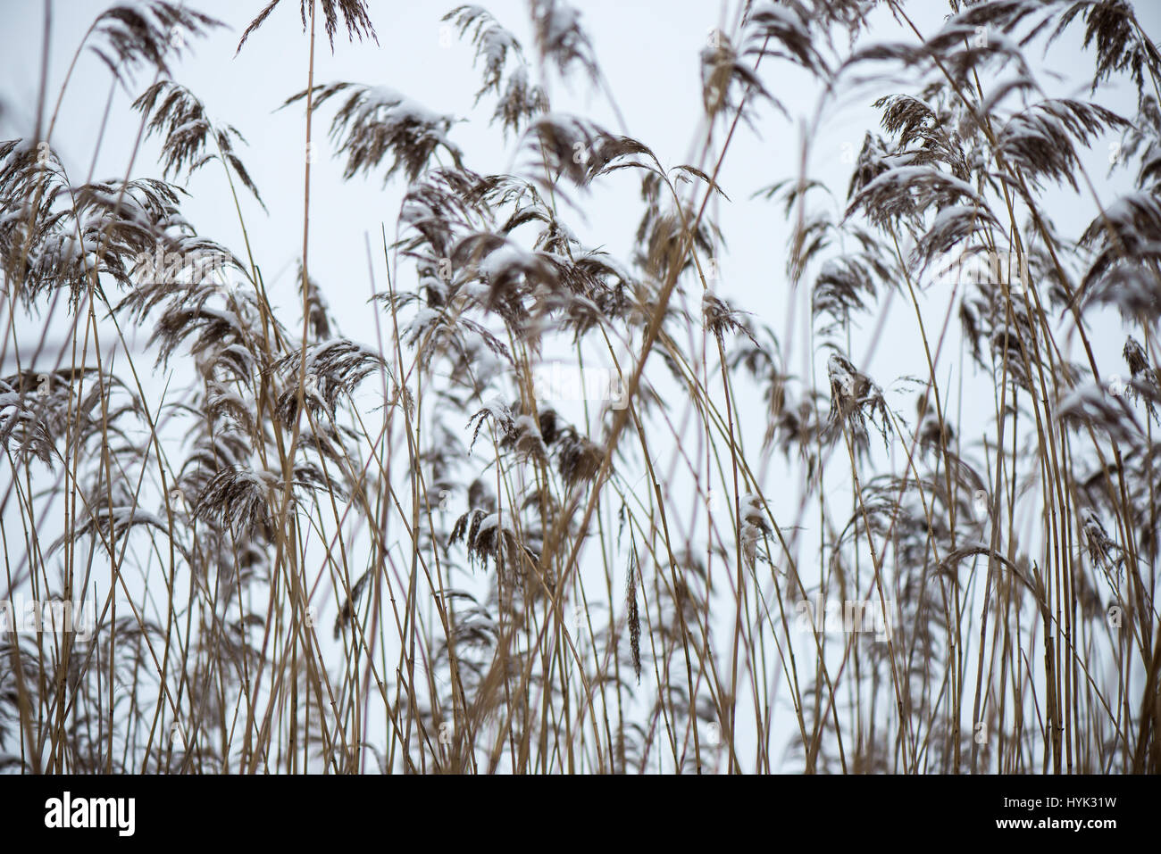 frozen abstract tree branches and plants in winter snow Stock Photo - Alamy