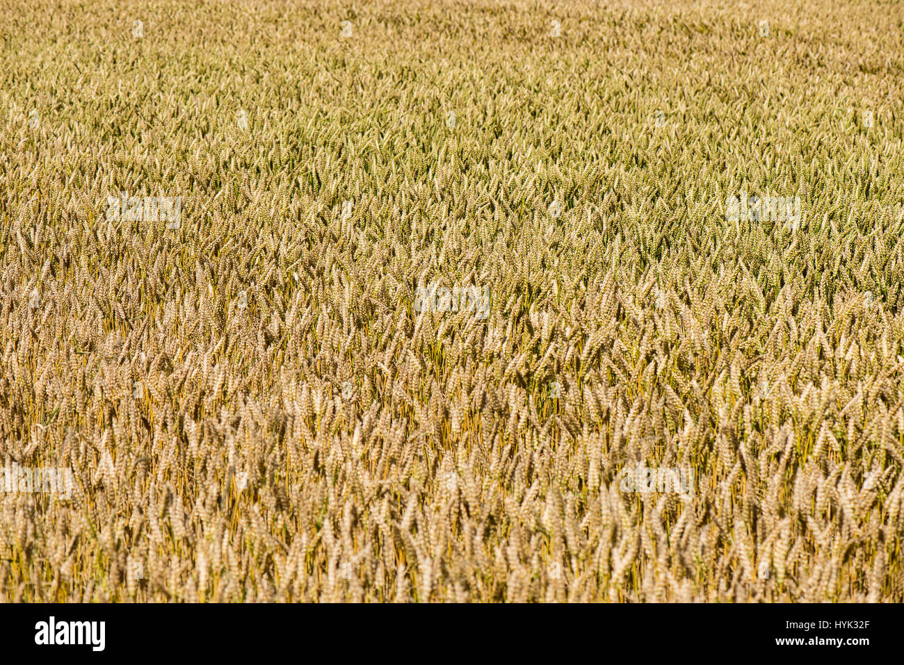 Yellow wheat field close up macro photograph with abstract texture ...