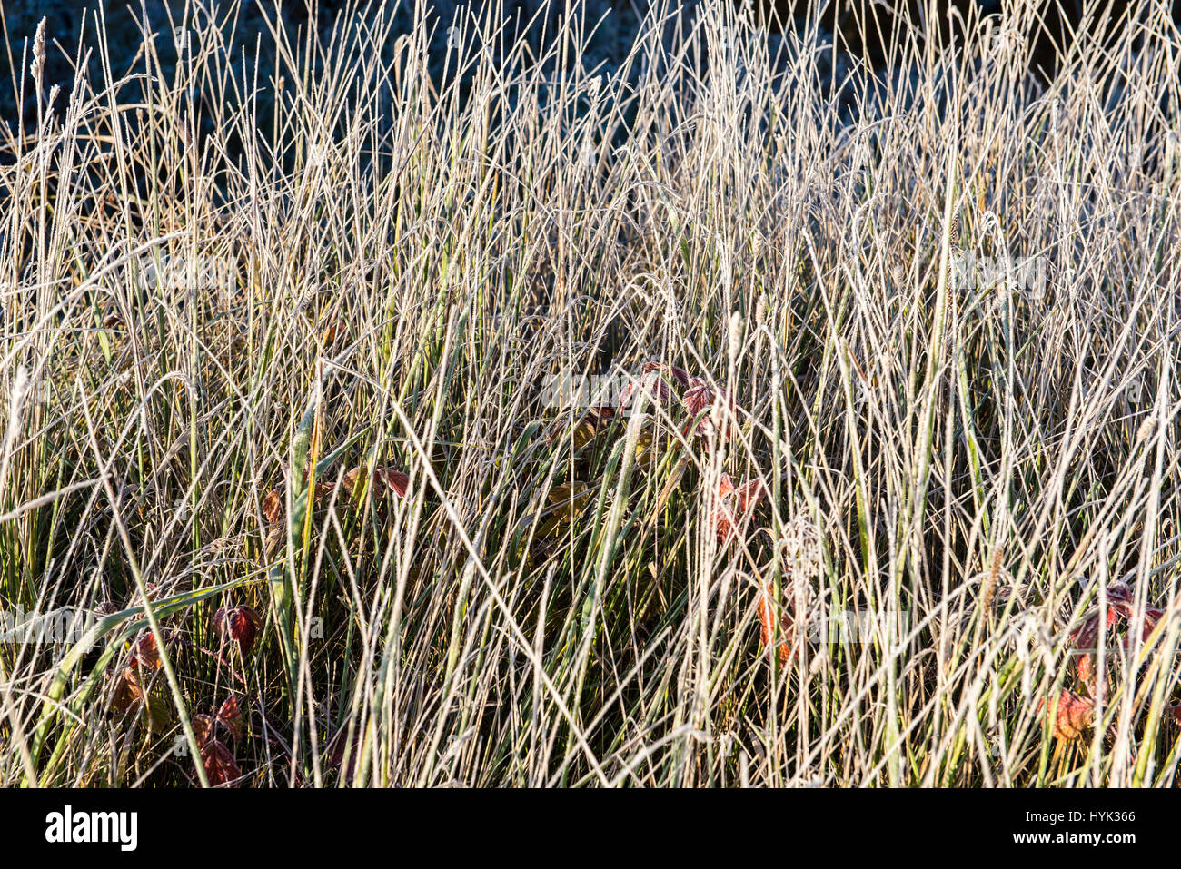 grass texture in autumn sunset in country Stock Photo - Alamy