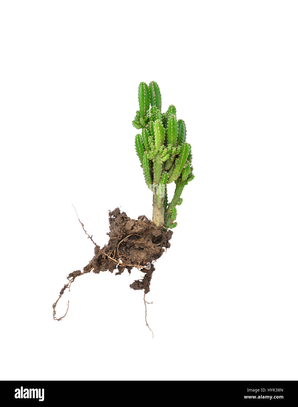 Cactus isolated on white background Stock Photo - Alamy