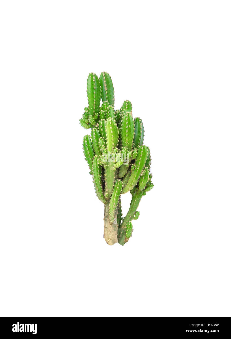 Cactus isolated on white background Stock Photo - Alamy
