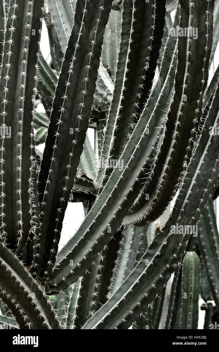Cactus in Queen Sirikit Botanic Garden, Chiangmai, Thailand. Dark tone ...