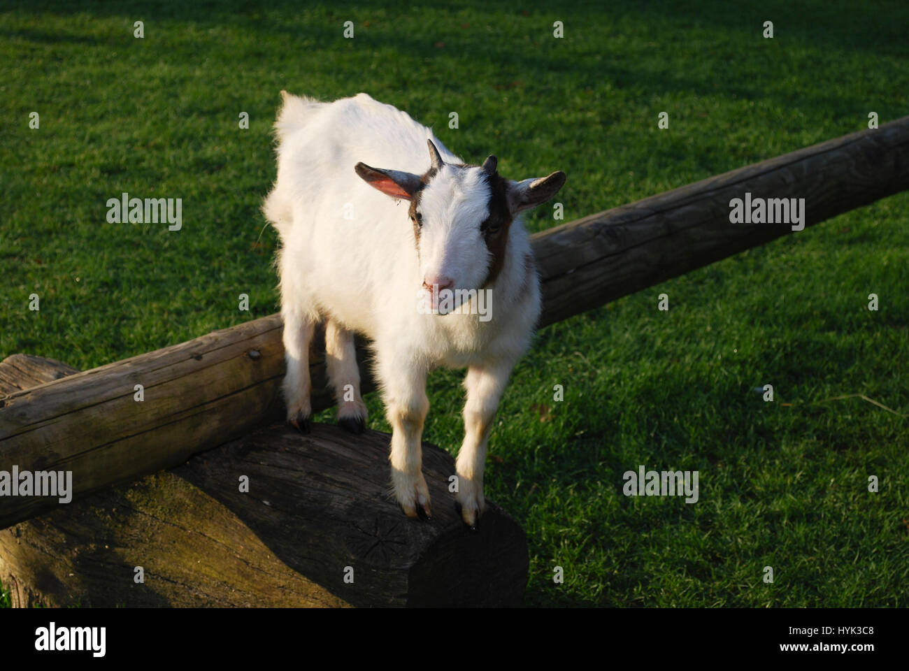Goat log hi-res stock photography and images - Alamy