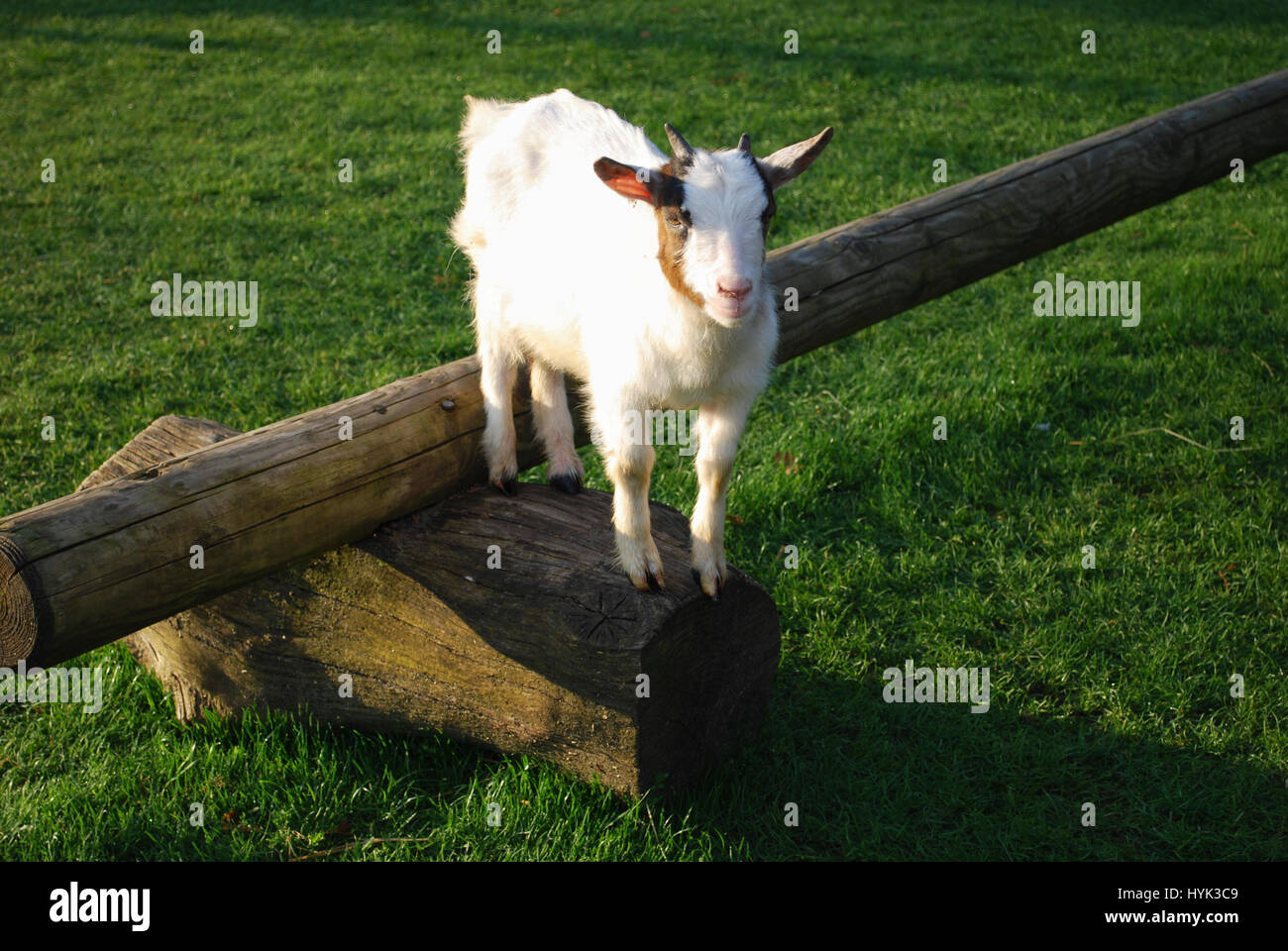 Goat jumped up on a wooden log Stock Photo - Alamy