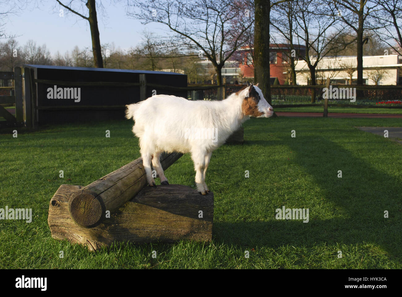 Goat jumped up on a wooden log Stock Photo - Alamy