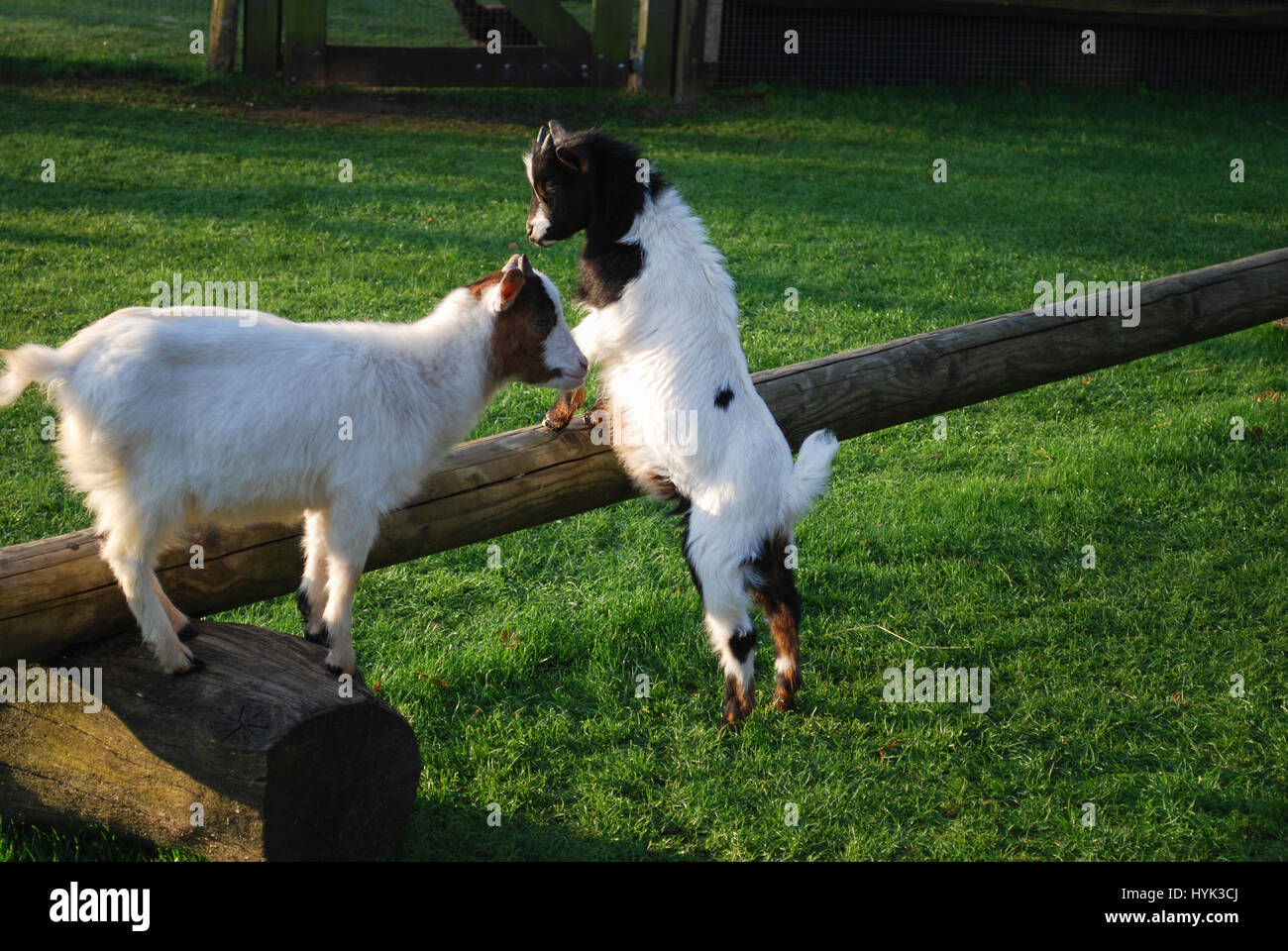 Goat log hi-res stock photography and images - Alamy