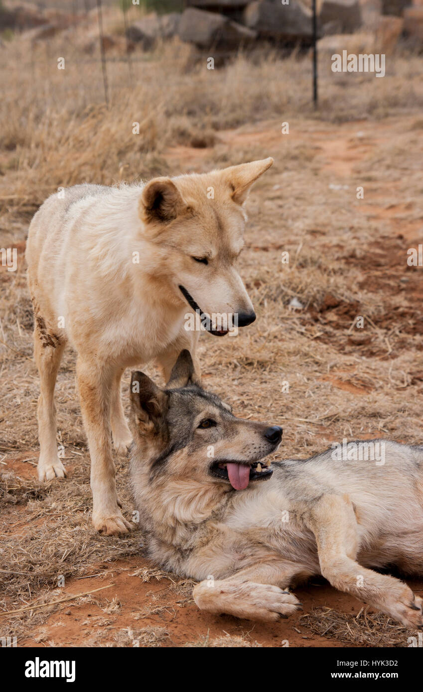 Wolf dog in South-Africa Stock Photo - Alamy