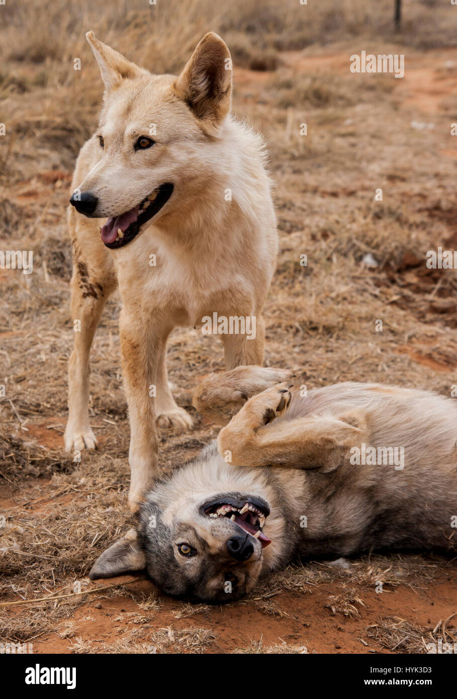 Wolf dog in South-Africa Stock Photo - Alamy