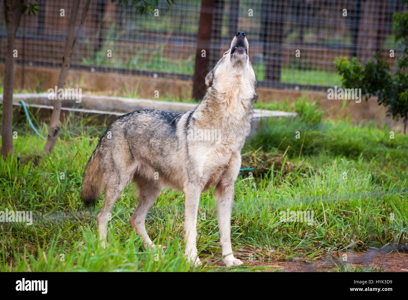 South African Wolf