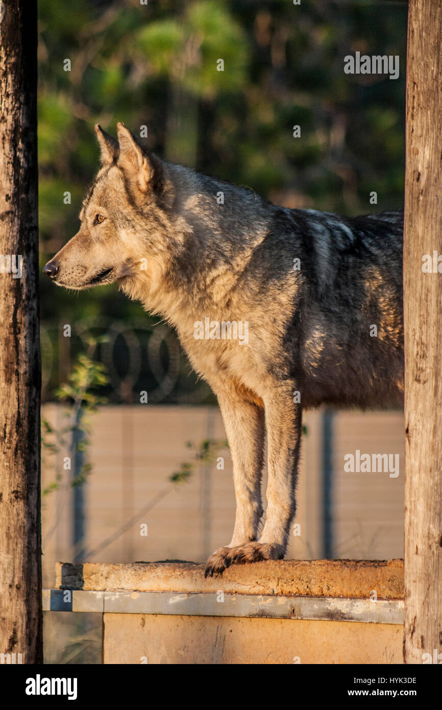 South African Wolf