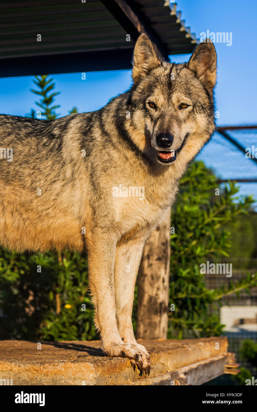 South African Wolf