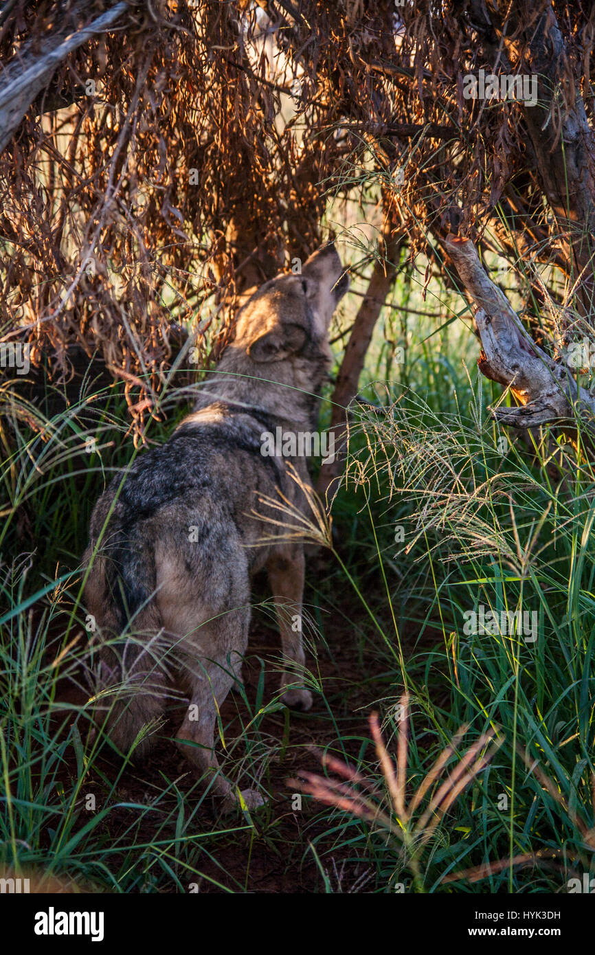 South African Wolf