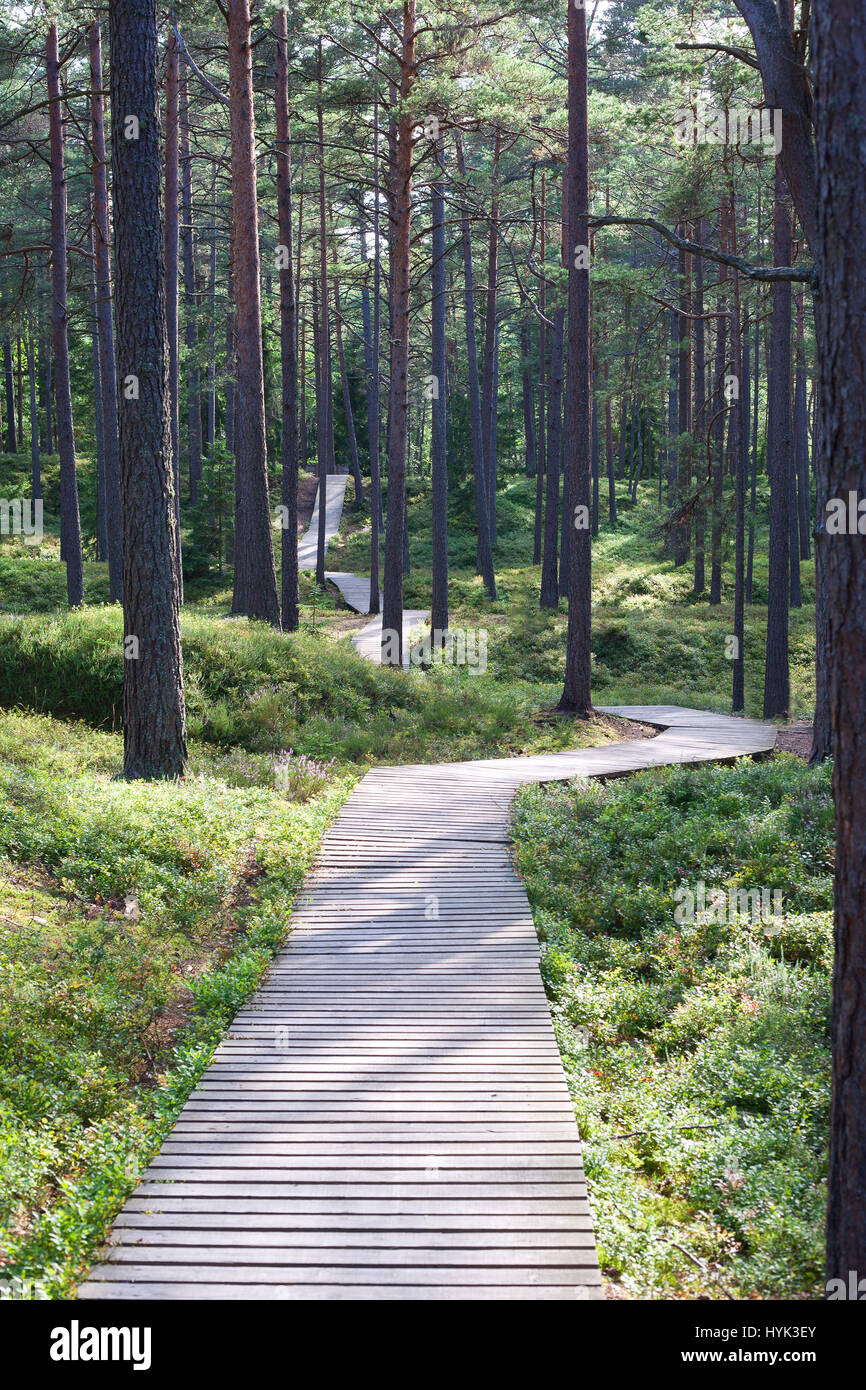 Wooden path in forest Stock Photo - Alamy