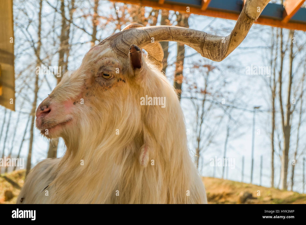 Cute goats hi-res stock photography and images - Alamy