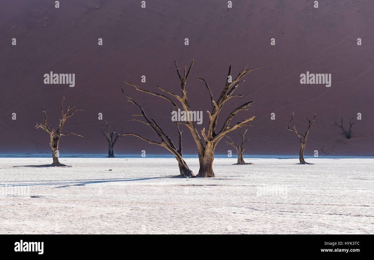 Dead Camelthorn Trees and red dunes in Deadvlei, Sossusvlei, Namib ...