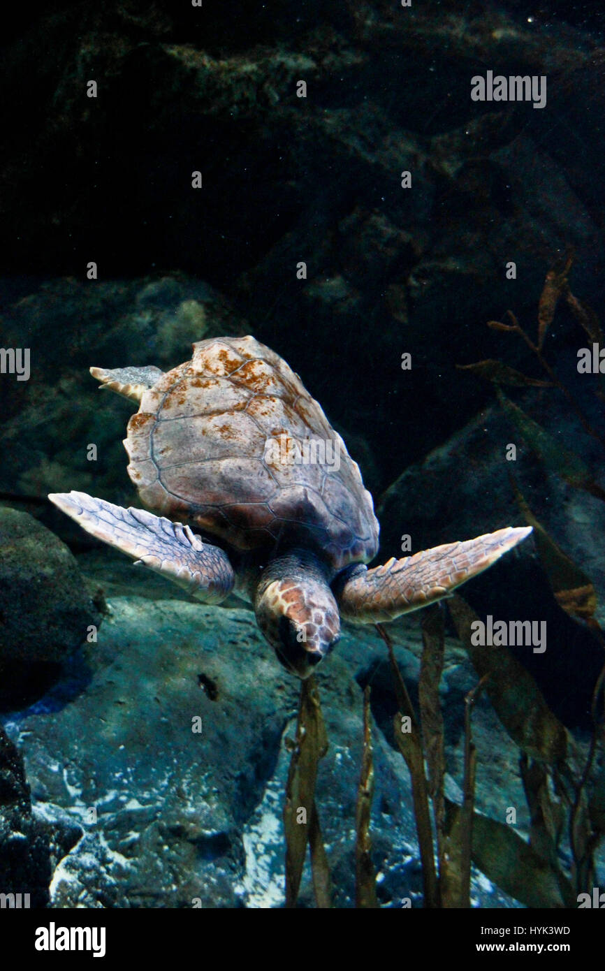 Sea turtle swimming under water Stock Photo - Alamy