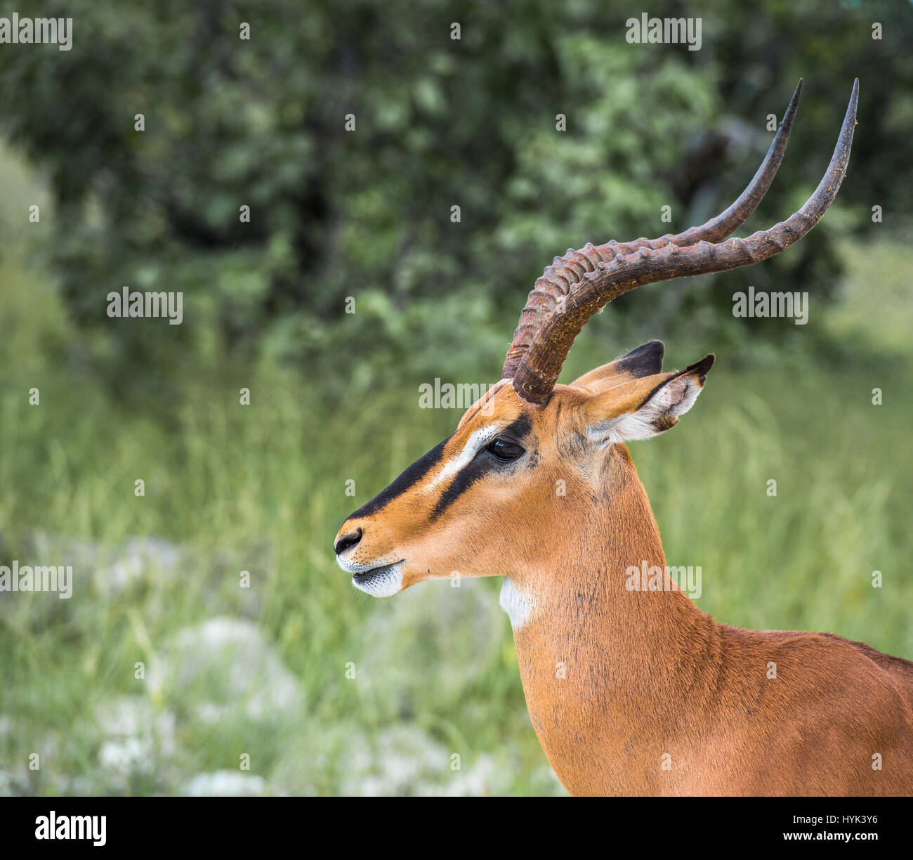 Black-faced impala in Etosha national park, Namibia Stock Photo - Alamy