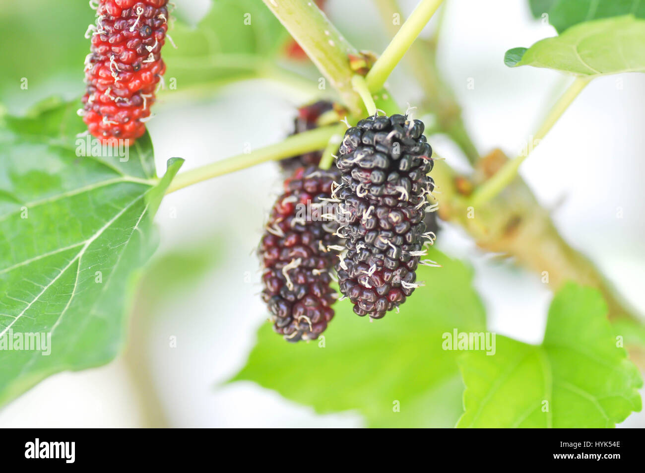 Indian mulberry hi-res stock photography and images - Alamy