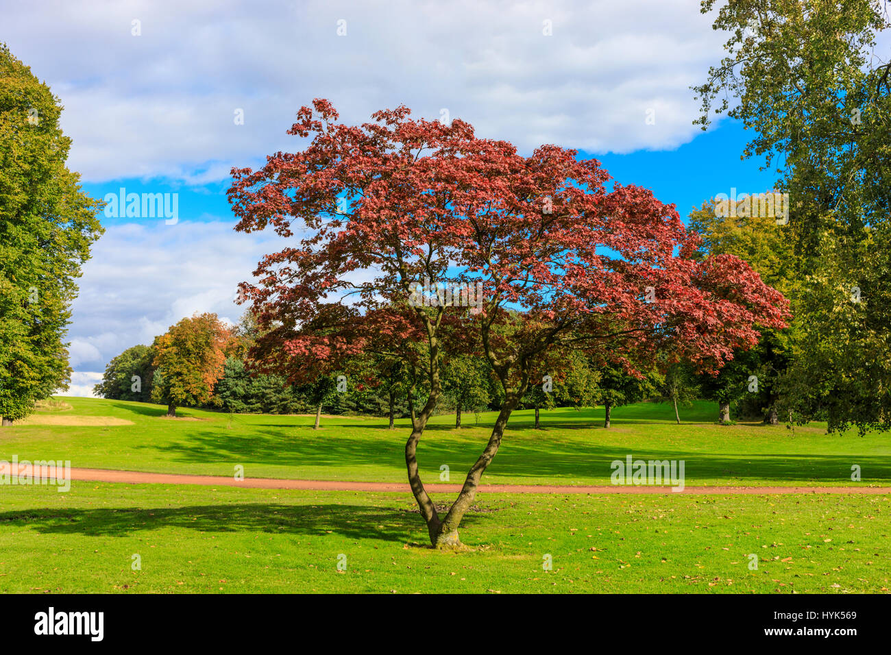Tree with red leaves hi-res stock photography and images - Alamy