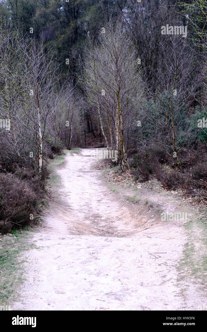 Path and trees at the Posbank in Rheden, National park Veluwe ...