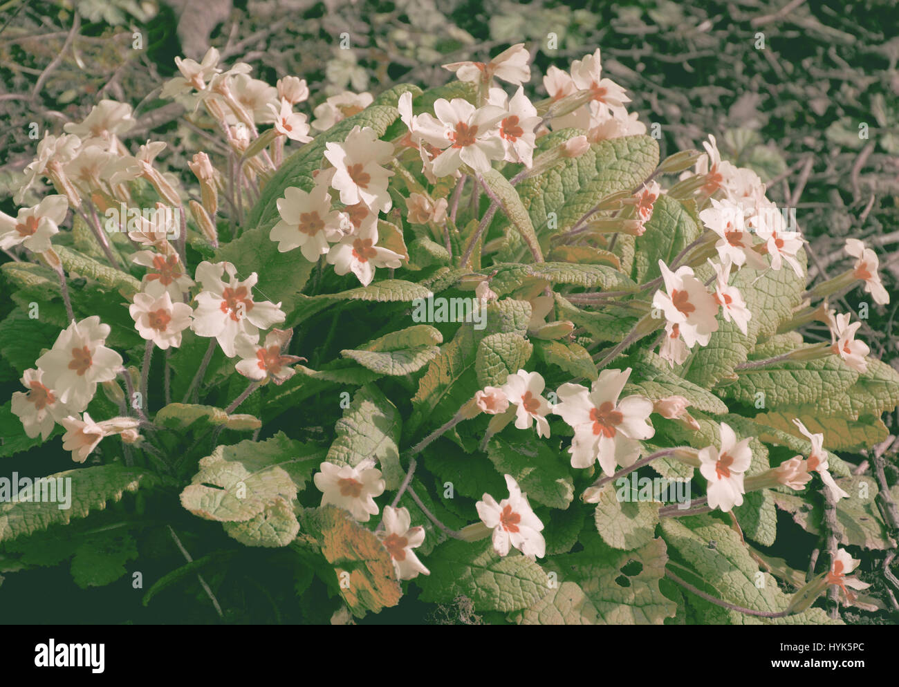 Wild flowers blossom in spring near Westport lake area,Stoke on Trent ...