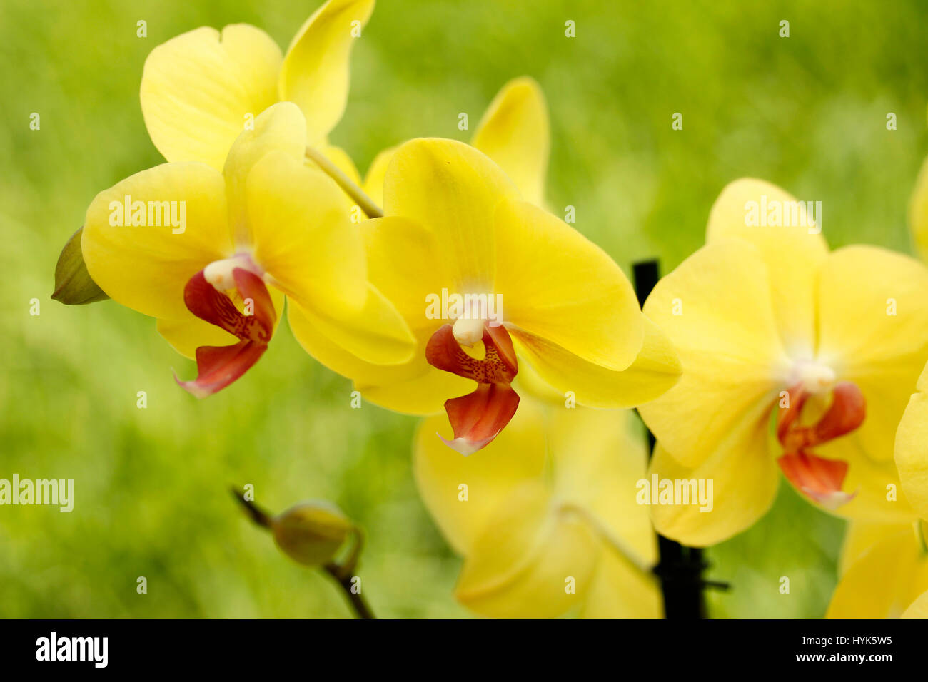 Phalaenopsis. Yellow flower Stock Photo - Alamy