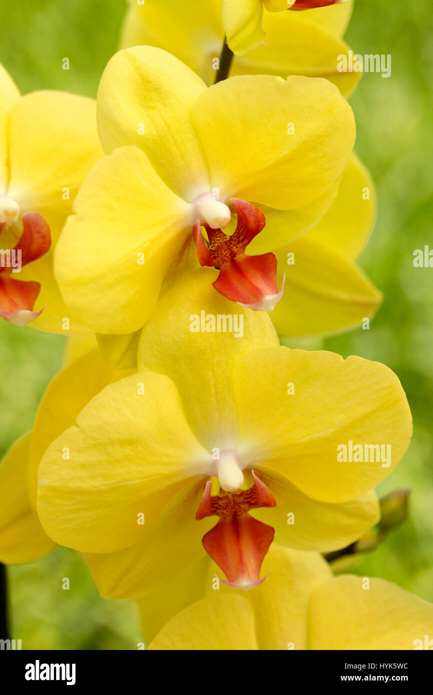 Phalaenopsis. Yellow flower Stock Photo - Alamy