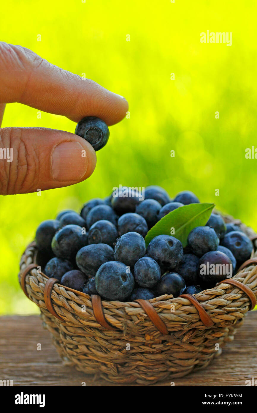 Blueberries fruits hand hi-res stock photography and images - Alamy