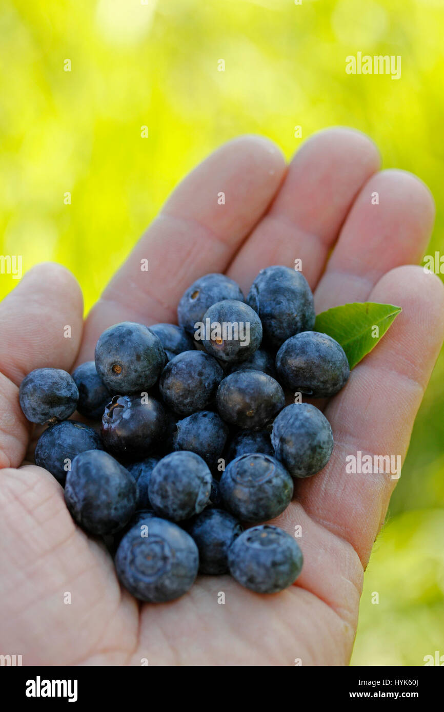 Bilberries picking hi-res stock photography and images - Alamy