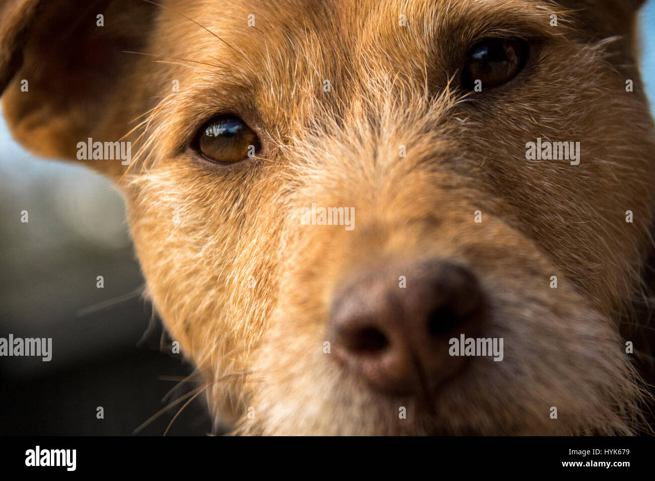 Barney the dog Stock Photo - Alamy