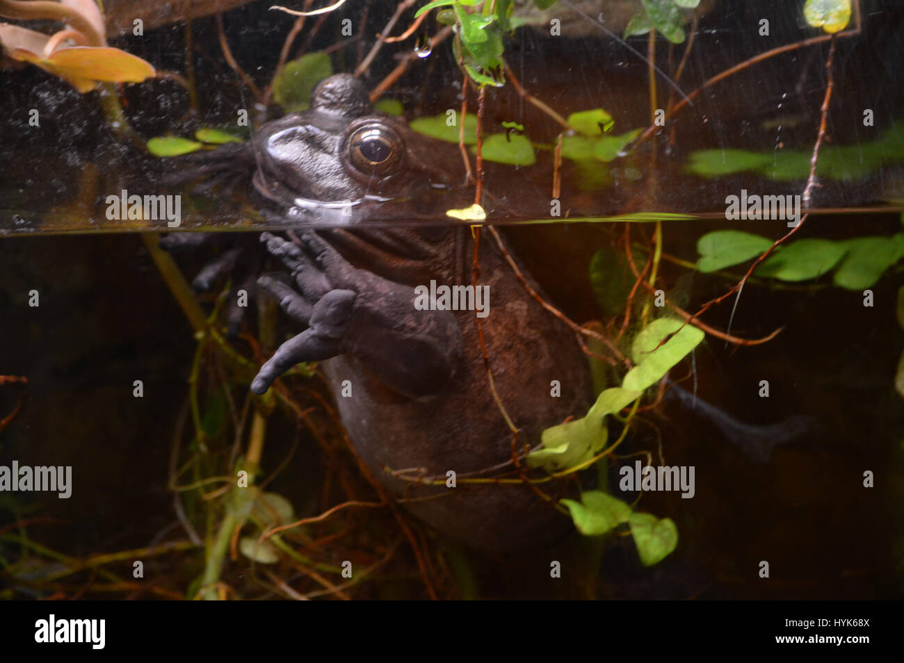 American bullfrog aquarium hi-res stock photography and images - Alamy