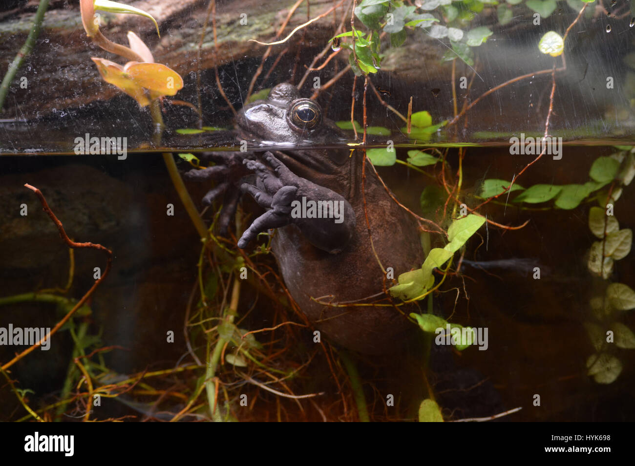 American bullfrog aquarium hi-res stock photography and images - Alamy